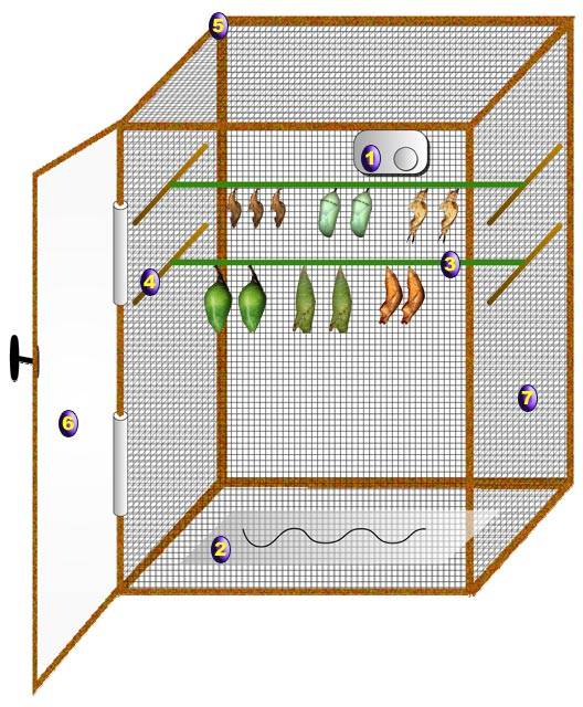 Caring for the Pupae - The Entomologist